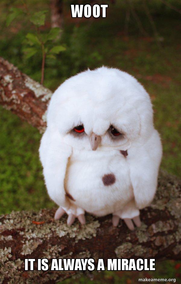 woot it is always a miracle - Sad Owl Meme Generator