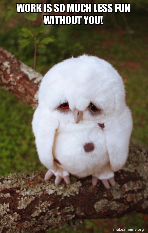 Work is so much less fun without you! - Sad Owl Meme Generator