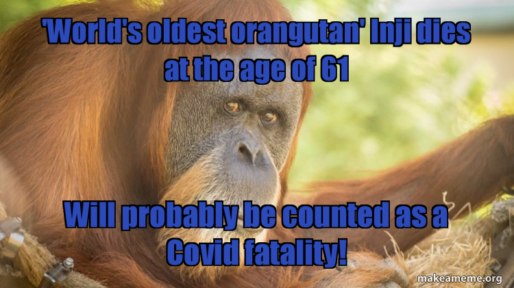 'World's oldest orangutan' Inji dies at the age of 61 Will probably be ...