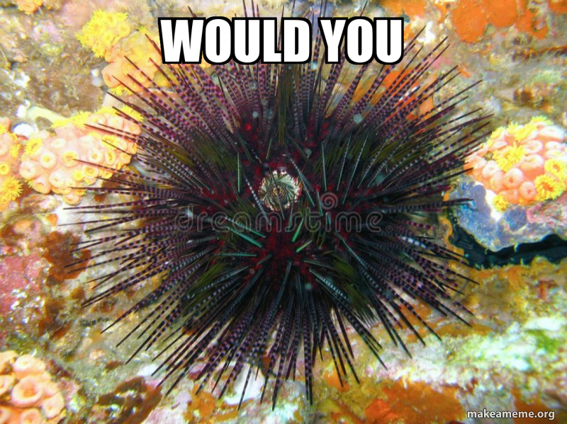 Would you Meme Generator