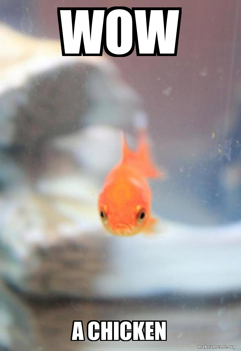 Wow A chicken - Grumpy Fish Meme Generator