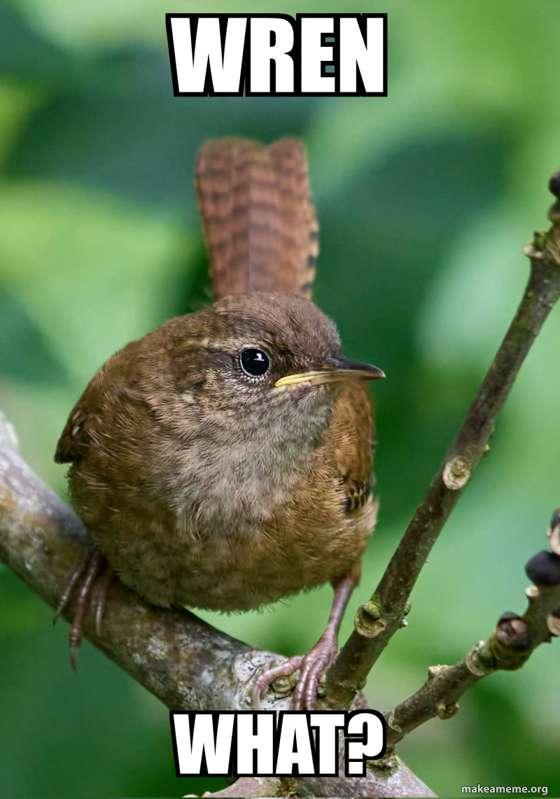 Wren What? Meme Generator