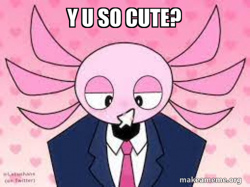 Y u so cute? - So cute Meme Generator