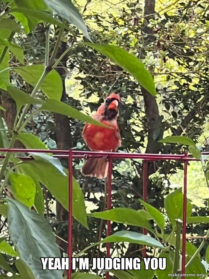 Yeah I'm Judging you Meme Generator