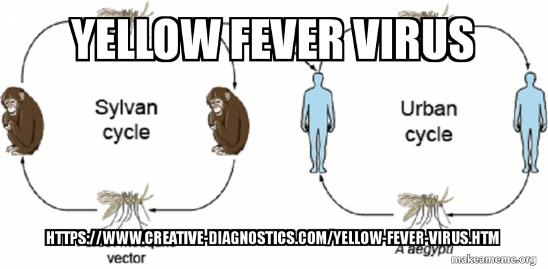 yellow fever virus https://www.creative-diagnostics.com/Yellow-Fever ...