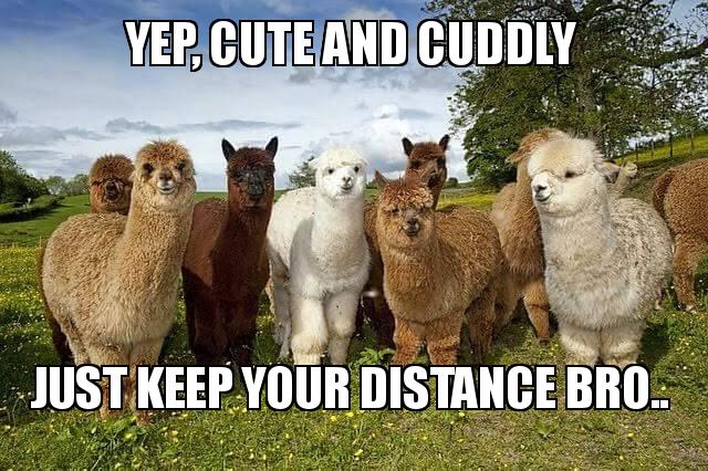 yep, cute and cuddly just keep your distance bro.. - Alpaca Love Meme ...