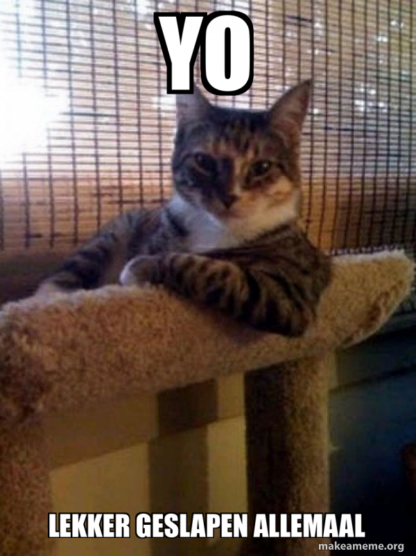 Yo Lekker geslapen allemaal - The Most Interesting Cat in the World ...