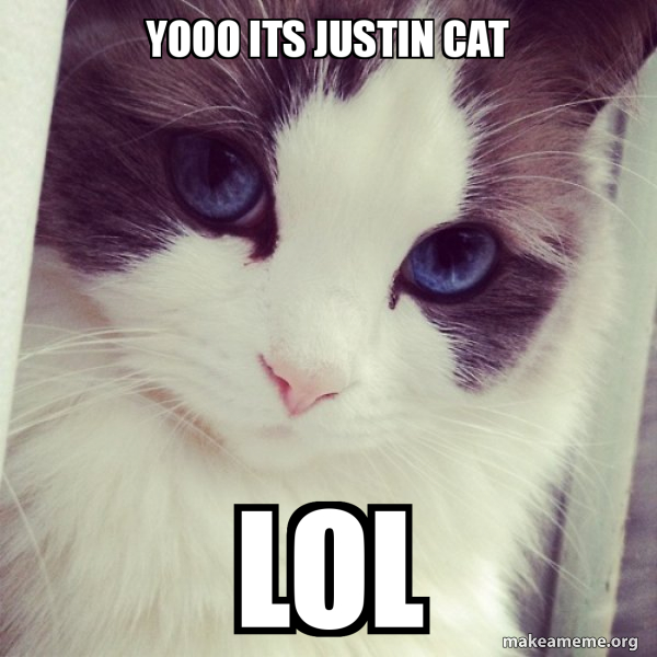 yooo its justin cat lol - Ridiculously Photogenic Cat Meme Generator