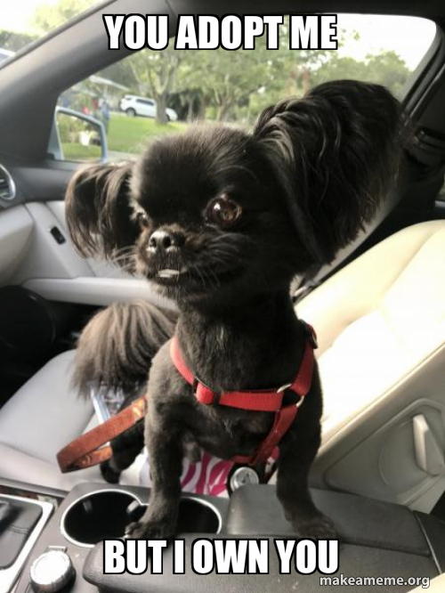 You adopt me But i own you Meme Generator