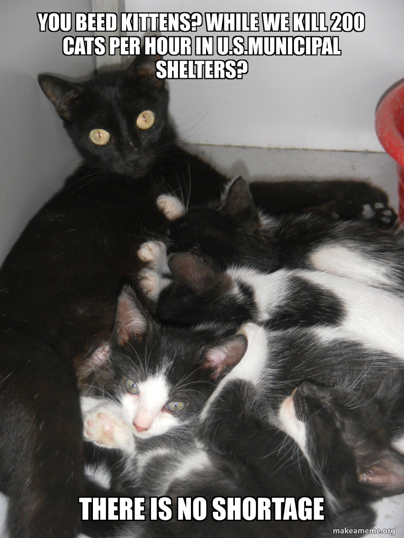 You beed kittens? While we kill 200 cats per hour in U.S.municipal ...