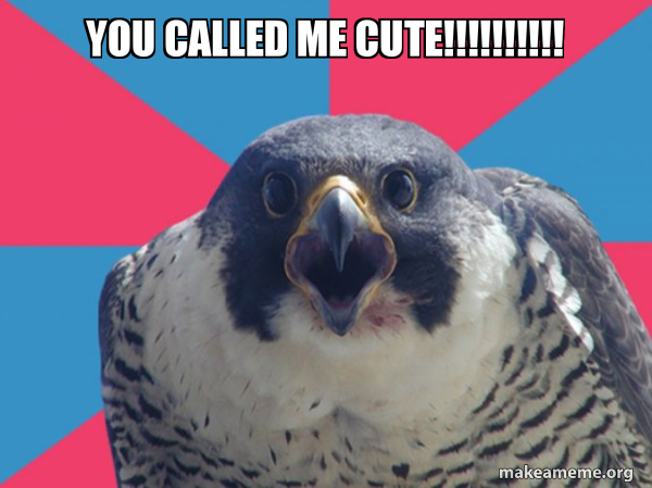 you called me cute!!!!!!!!!! - Millennial Falcon Meme Generator