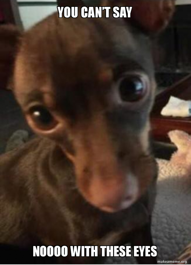 You canâ€™t say Noooo with these eyes Meme Generator