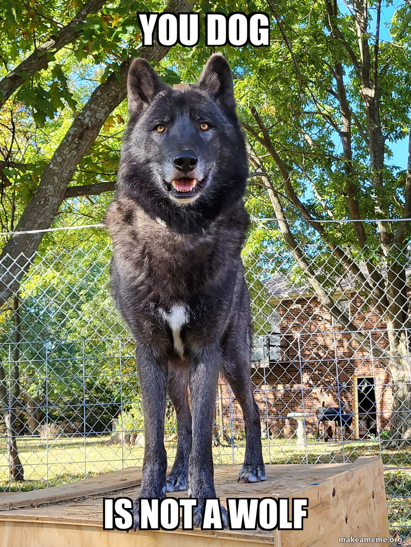 you dog is not a wolf Meme Generator