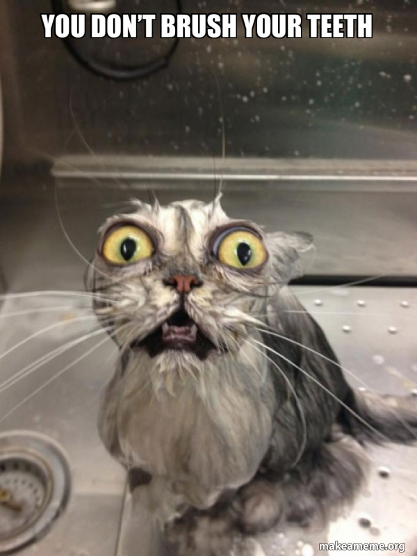 You don’t brush your teeth - Cat bath Meme Generator