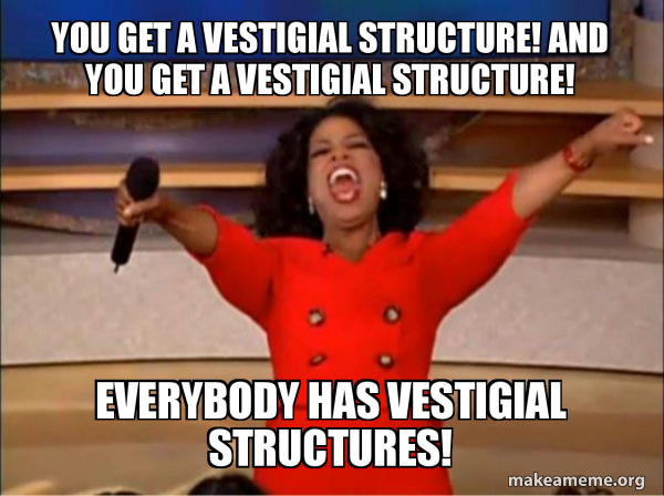you get a vestigial structure! and you get a vestigial structure ...