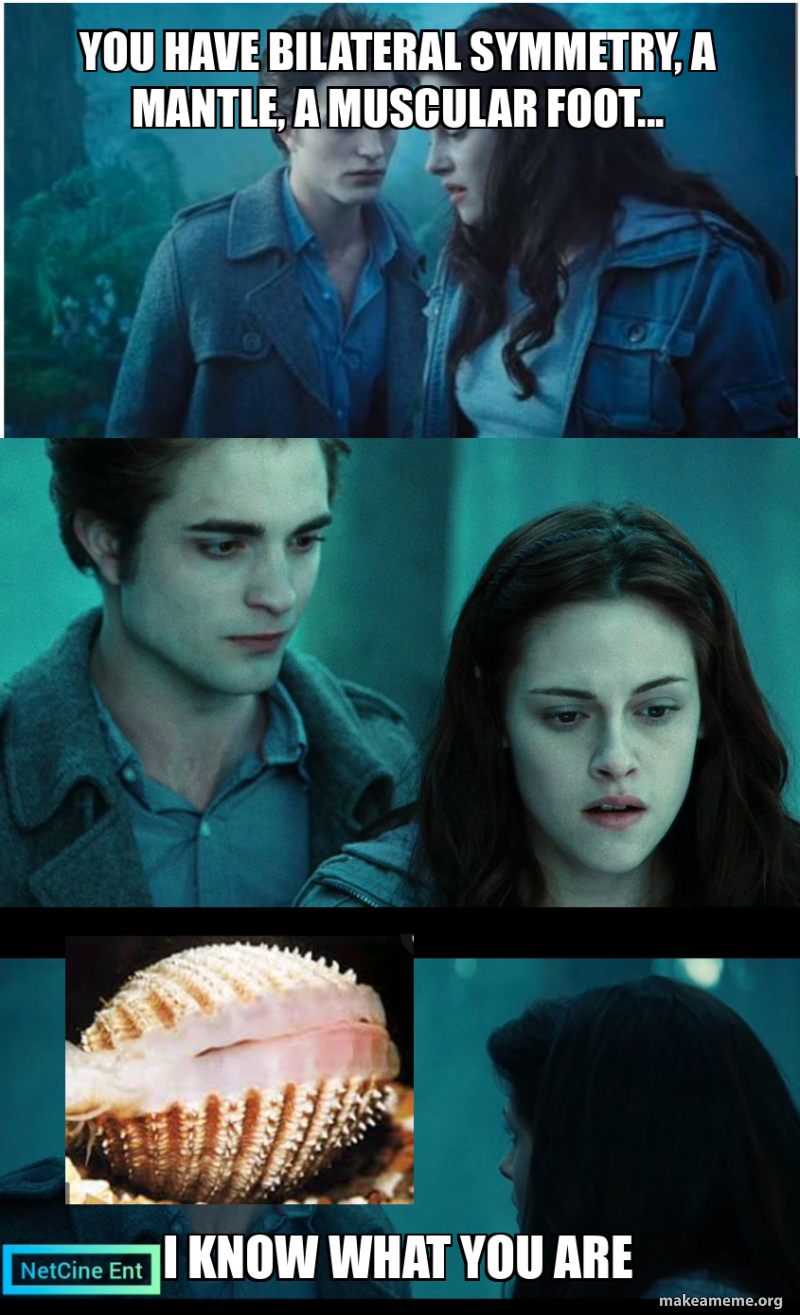 You have bilateral symmetry, a mantle, a muscular foot... I know what ...