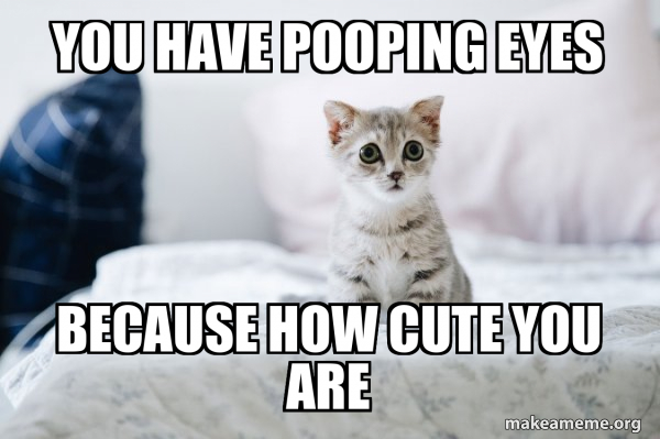 you have pooping eyes because how cute you are - Cute Kitten Meme Generator