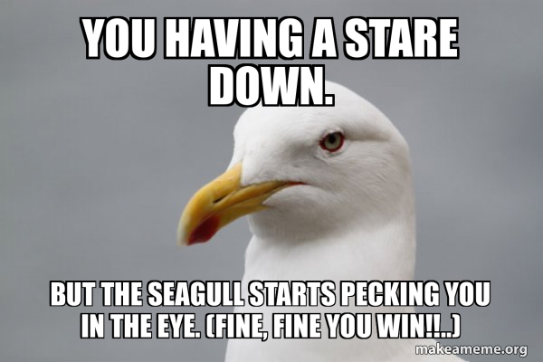 You having a stare down. But the seagull starts pecking you in the eye ...
