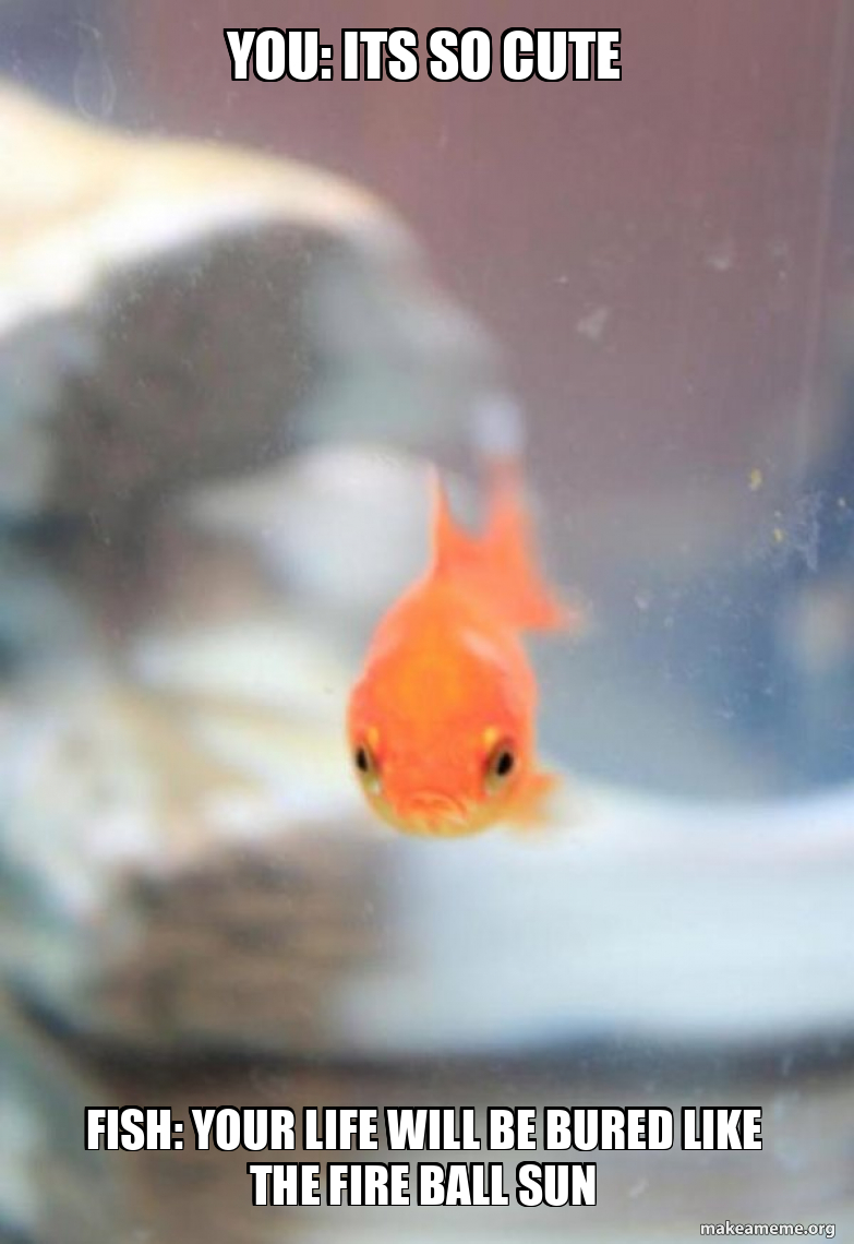 you: its so cute fish: your life will be bured like the fire ball sun ...