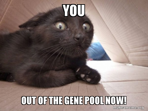 YOU OUT OF THE GENE POOL NOW! - Schitzo Cat Meme Generator
