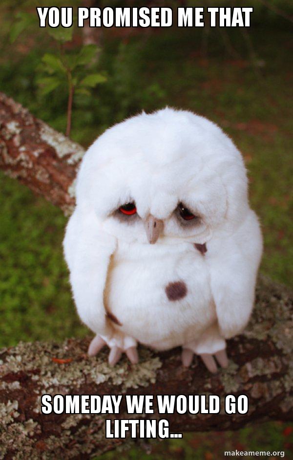 You promised me that someday we would go lifting... - Sad Owl Meme ...