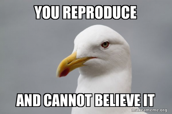 you reproduce and cannot believe it - Stuff That Didn't Happen Seagull ...