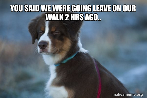 You said we were going leave on our walk 2 hrs ago.. - Unsure Dog Meme ...