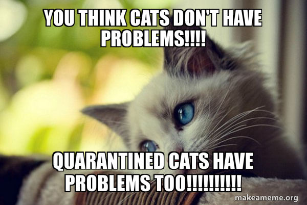 YOU THINK CATS DON'T HAVE PROBLEMS!!!! QUARANTINED CATS HAVE PROBLEMS ...