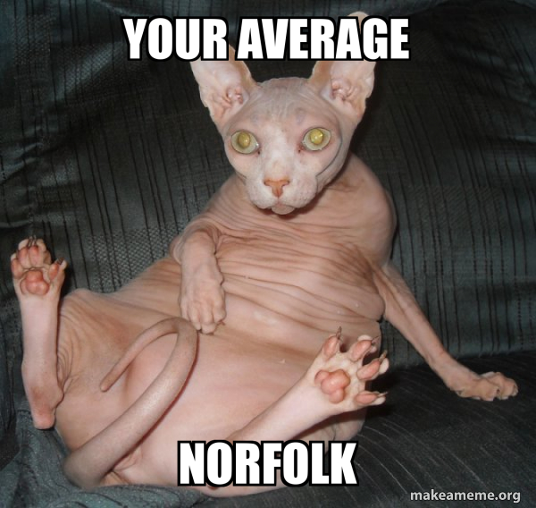Your average Norfolk - Hairless Cat Meme Generator