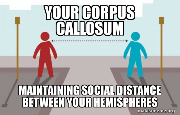 your corpus callosum maintaining social distance between your ...