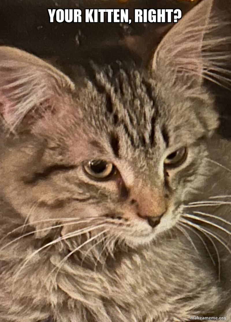 Your kitten, right? Meme Generator