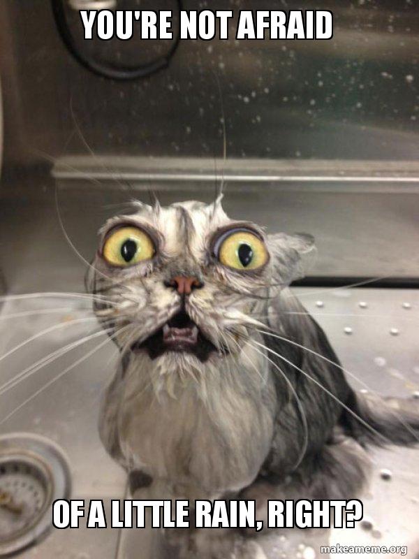 Funny Afraid Memes The Fear Of Abandonment By Margeaux Feldman