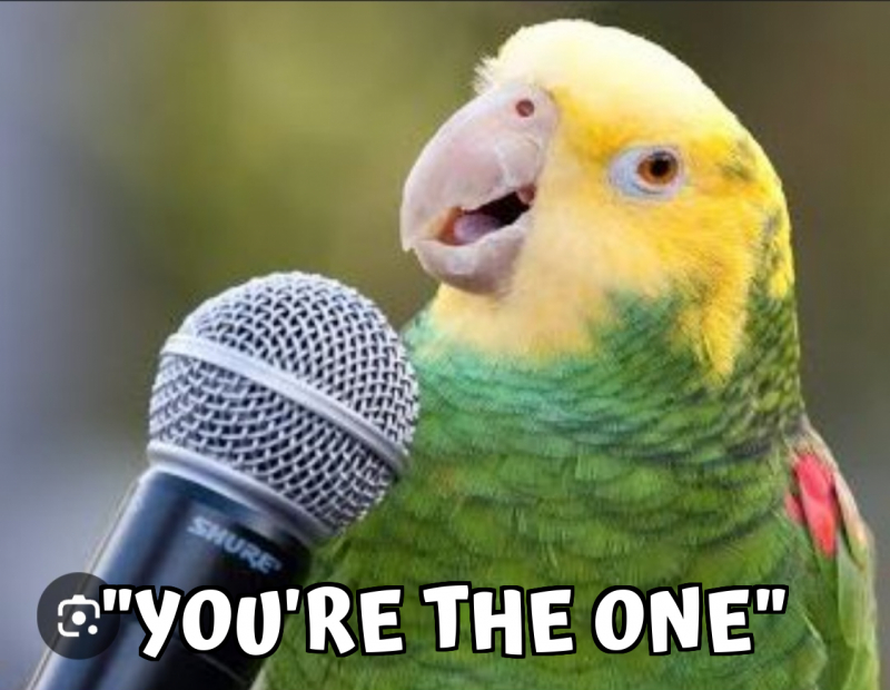 "You're the one" Meme Generator