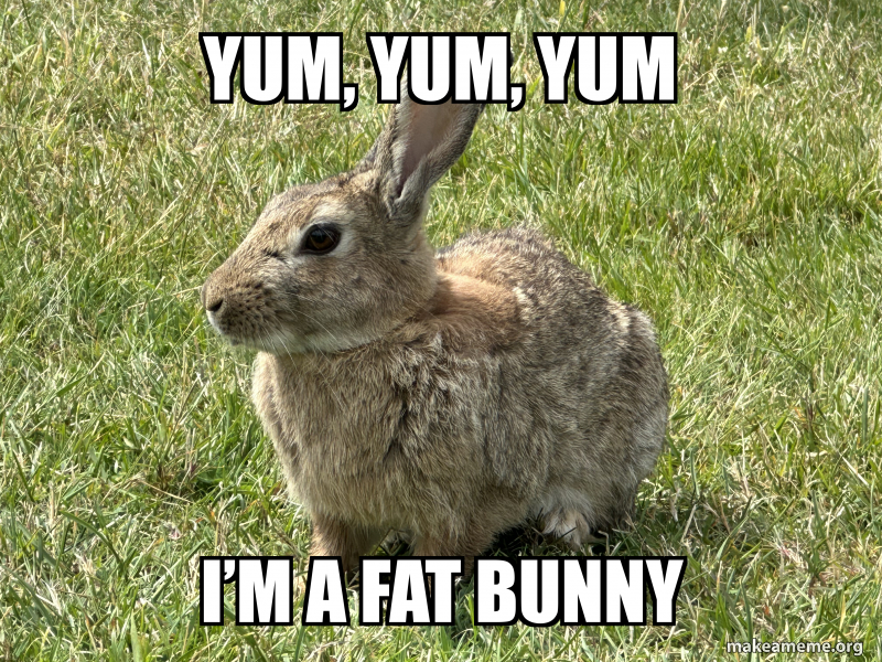 Yum, yum, yum I’m a fat bunny Meme Generator
