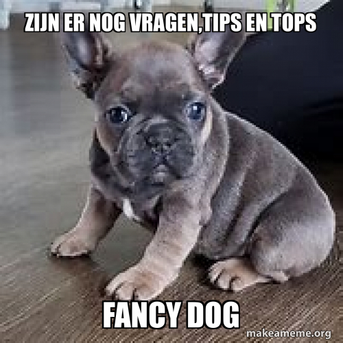 zijn er nog vragen,tips en tops fancy dog Meme Generator