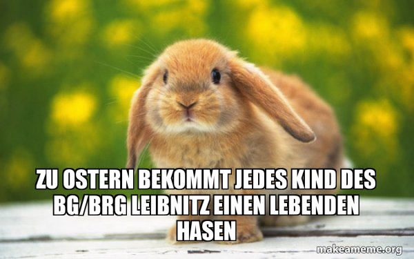 zu Ostern bekommt jedes Kind des bg/brg leibnitz einen lebenden hasen ...
