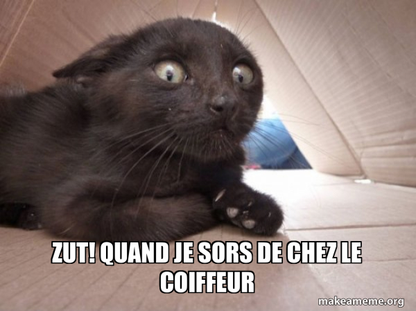 Zut! quand je sors de chez le coiffeur - Schitzo Cat Meme Generator